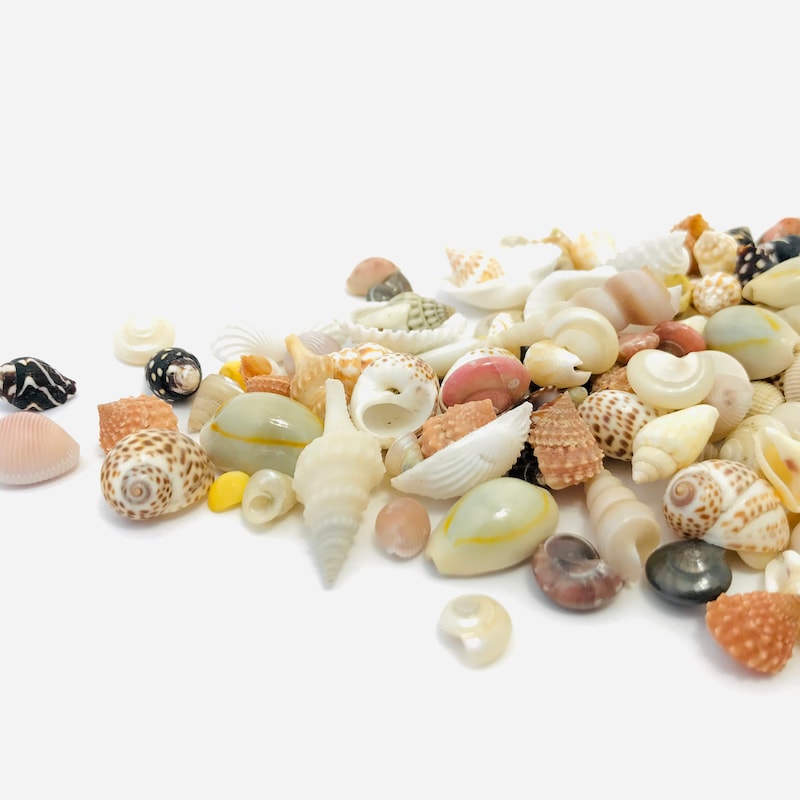 Shell Craft - Etsy