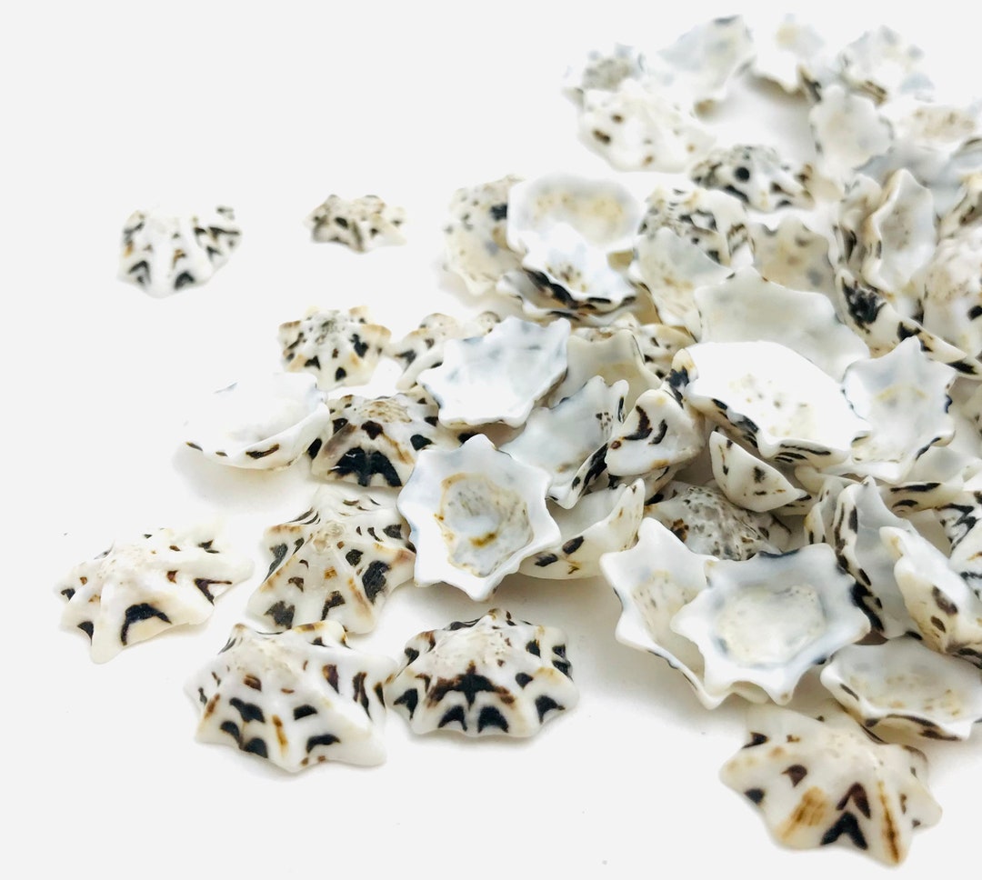 Star Limpet, Mini Black and White Shell, Patelloida Saccharina Stellata ...