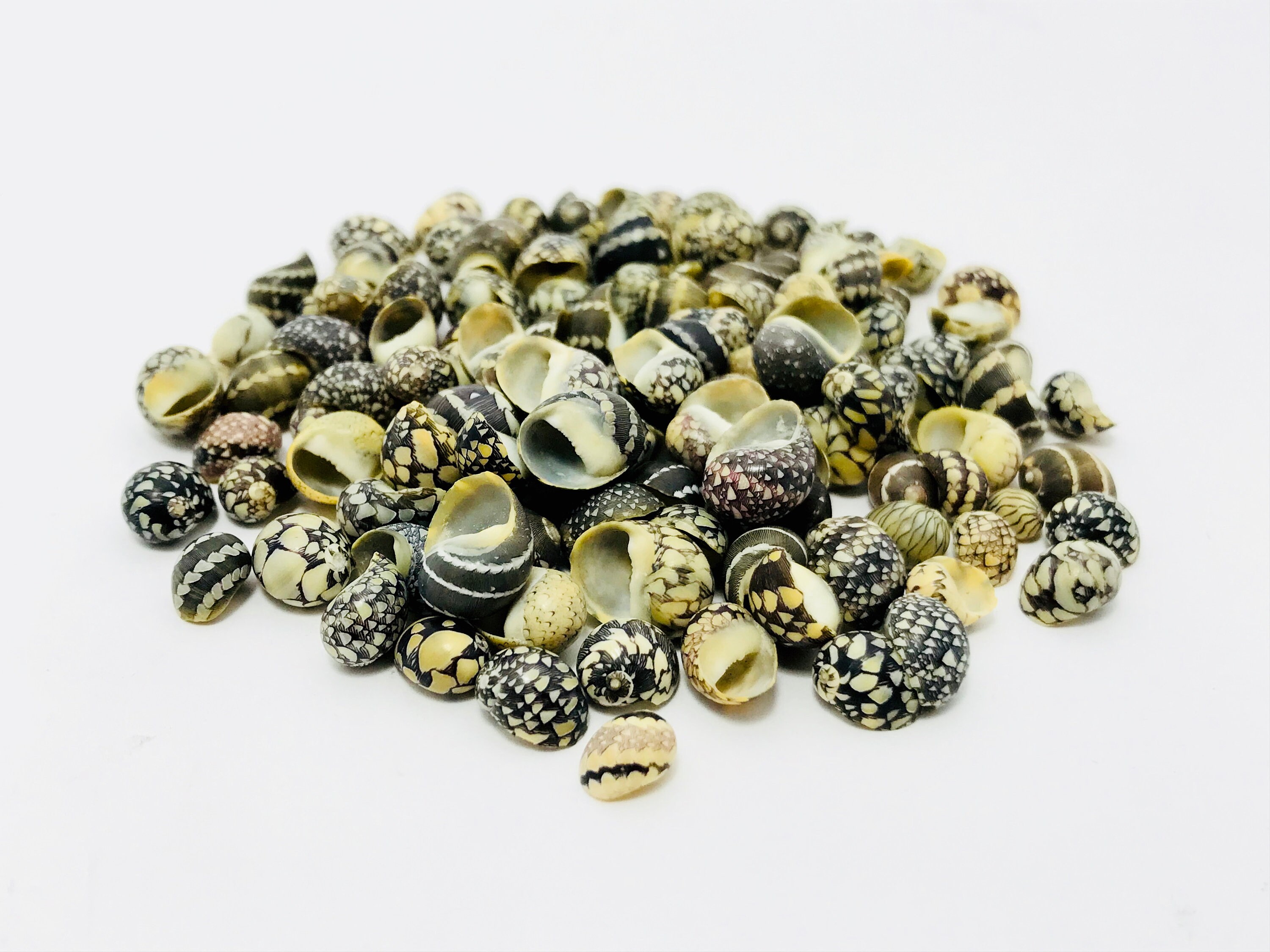 Nerite, Nerita, Small Shell, Mini Shell, Shell, Curiosity Cabinet ...