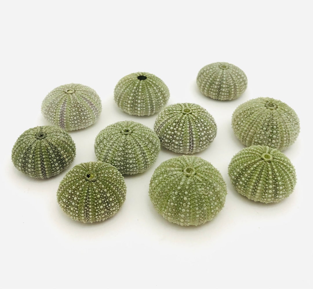 Small Green Sea Urchin, Green Shell, Curiosity Cabinet, Sea Urchin Test ...