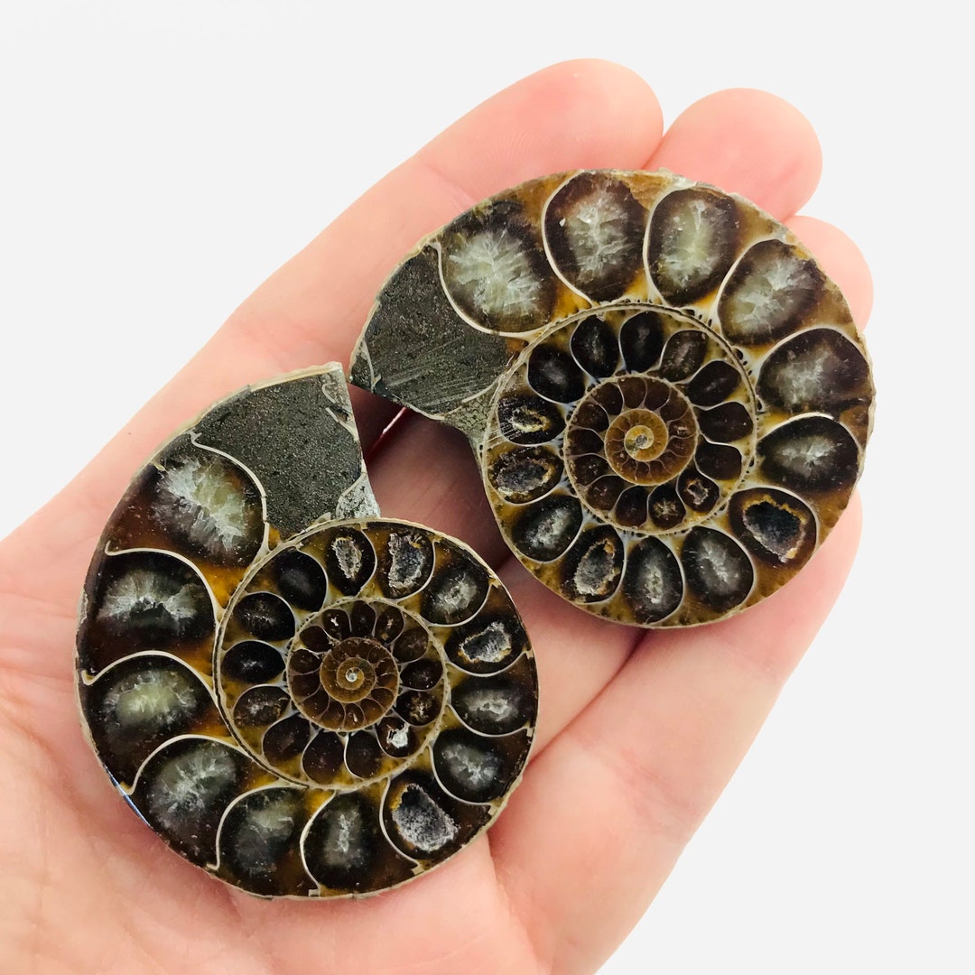 Ammonite, Fossil Ammonite, Small Ammonite, Ammonite Pair, Iridescent ...