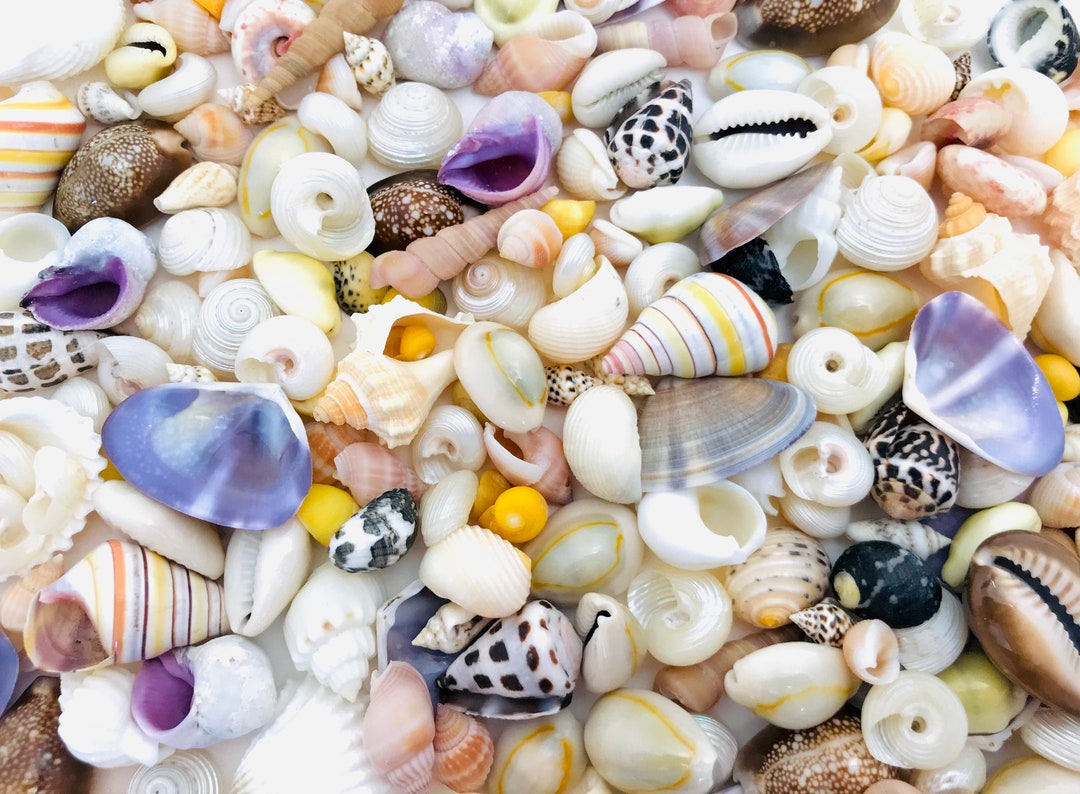 Shell 1 Kilo, Mix of Small Natural Shells, Bulk Shells, Craft Shell ...