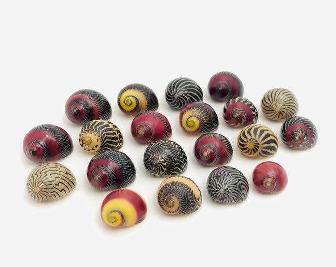 Nerite, 20 Shells, Vittina Waigiensis, Small Red and Yellow Shell ...