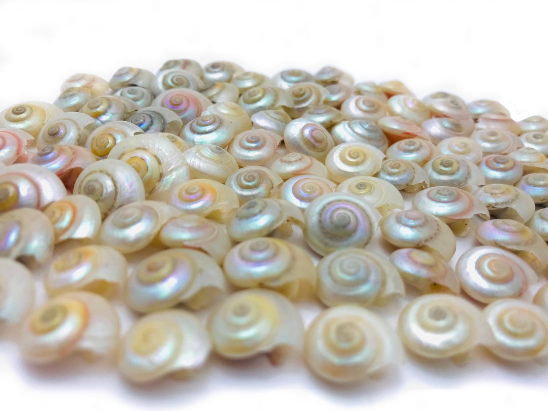 Small Shell, Pearly Umbonium, Small Pearly Shell, Cabinet of ...
