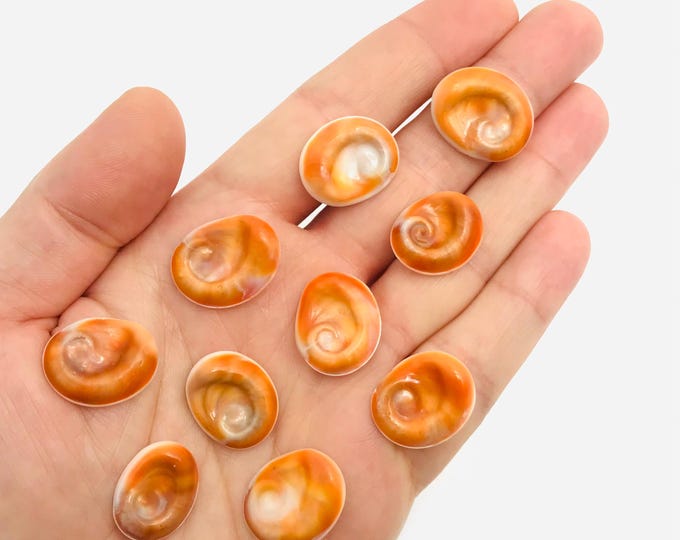 Eye of Saint Lucia, Saint Lucia Eyes, Shiva Eye, Shell, Jewelry Shell ...