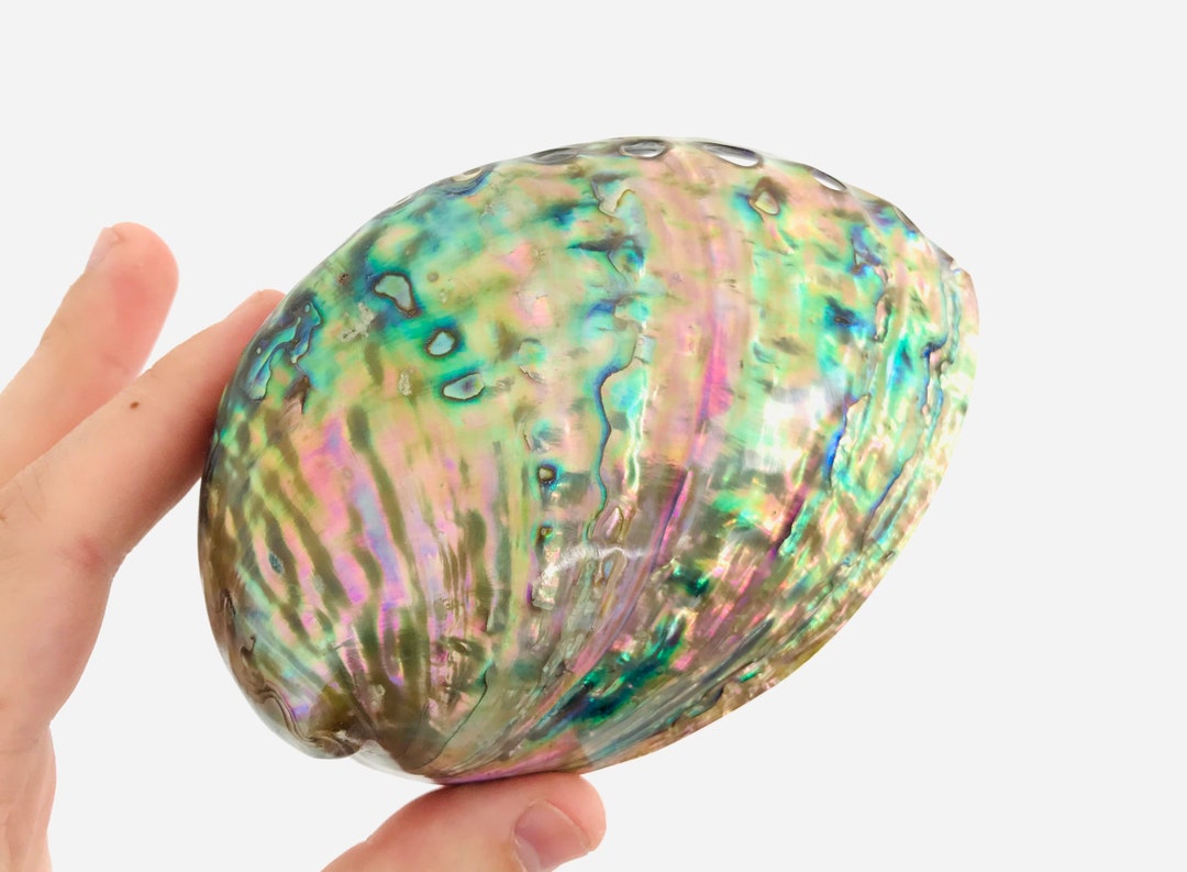 Coquillage abalone paua haliotis paua pawa abalone nacré - Etsy France