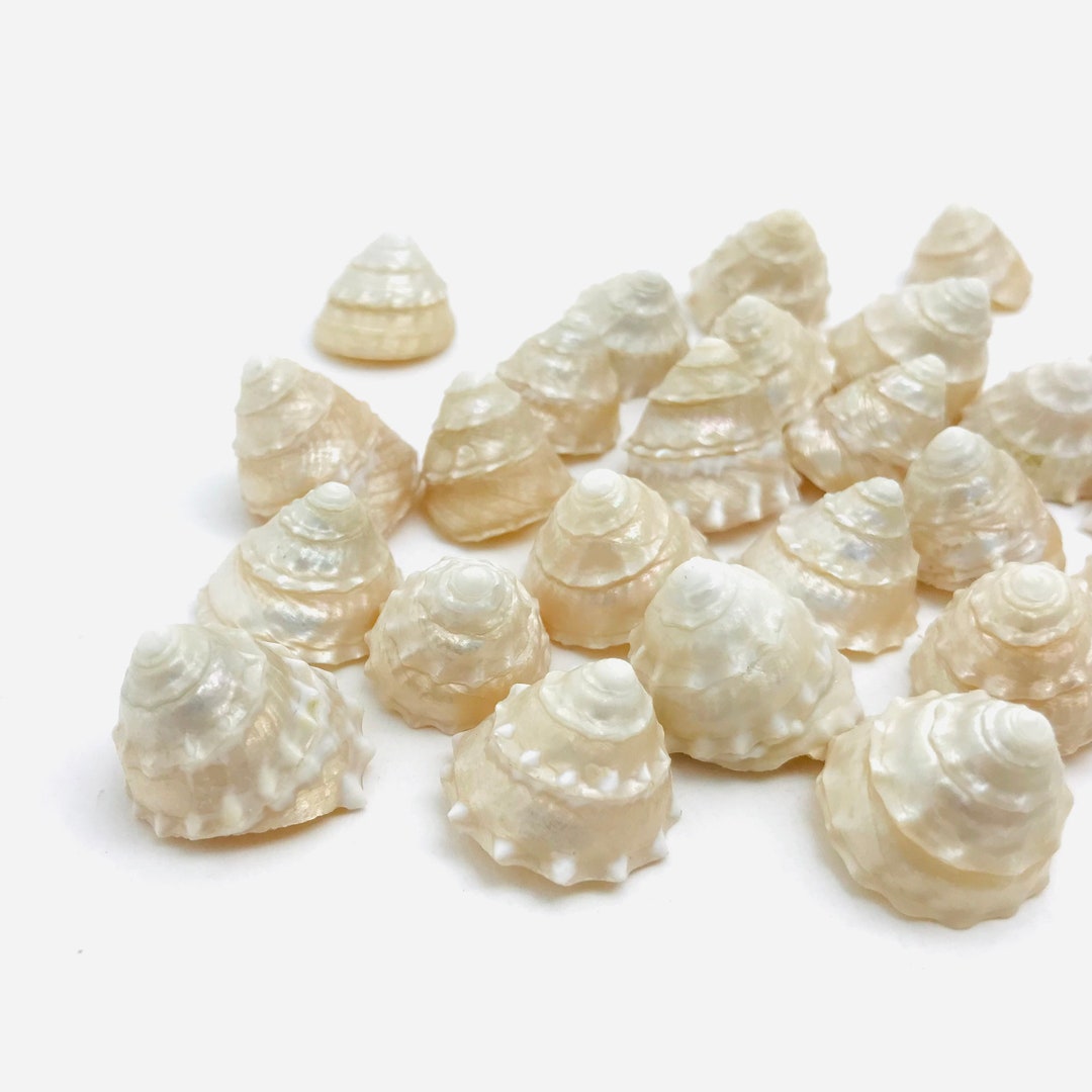 Small Pearly Shell Curiosity Cabinet Jewelry Shell Lot of - Etsy