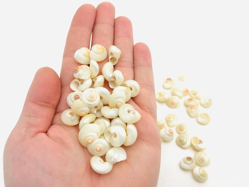 Small Pearly Shell Monilea White Shell Mini Shell Shell - Etsy