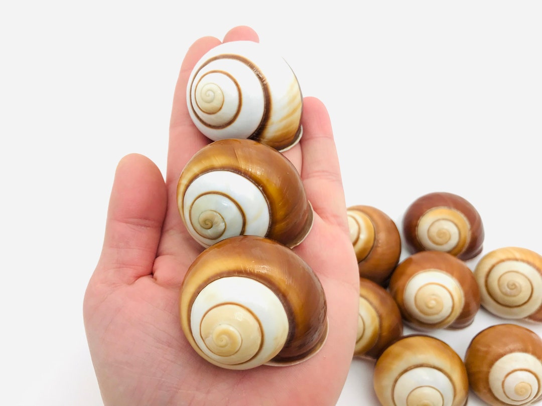 Helicostyla, Land Shell, Giant Snail Shell, Cabinet of Curiosities ...