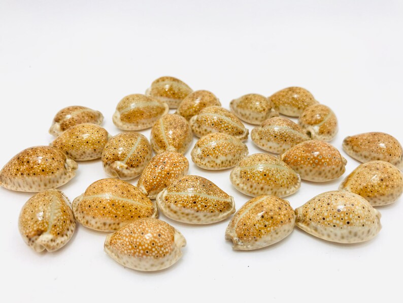 Cypraea Ocellata Cauri Porcelain Collectible Shell | Etsy