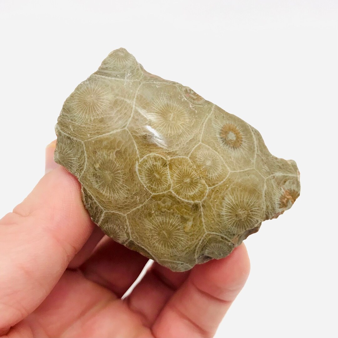 Fossil Coral, Hexagonaria, Coral Block, Cabinet of Curiosities ...