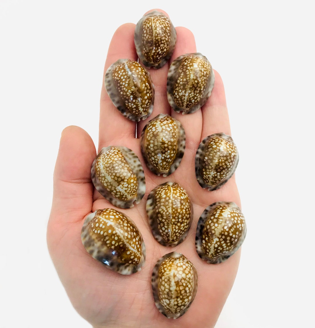 Cypraea Mauritia Depressa, Small Shell Collection, Cowrie, Porcelain ...