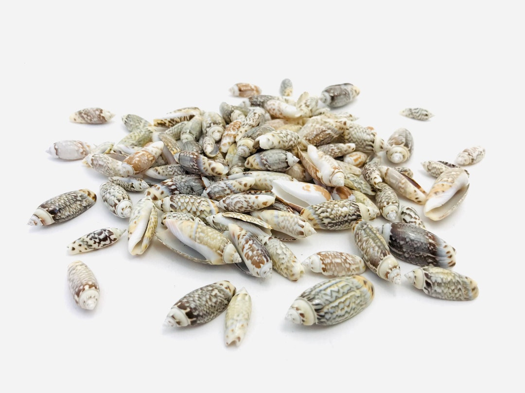 Small Zebra Shells, Oliva Gibbosa, White and Black Shells, Shell ...
