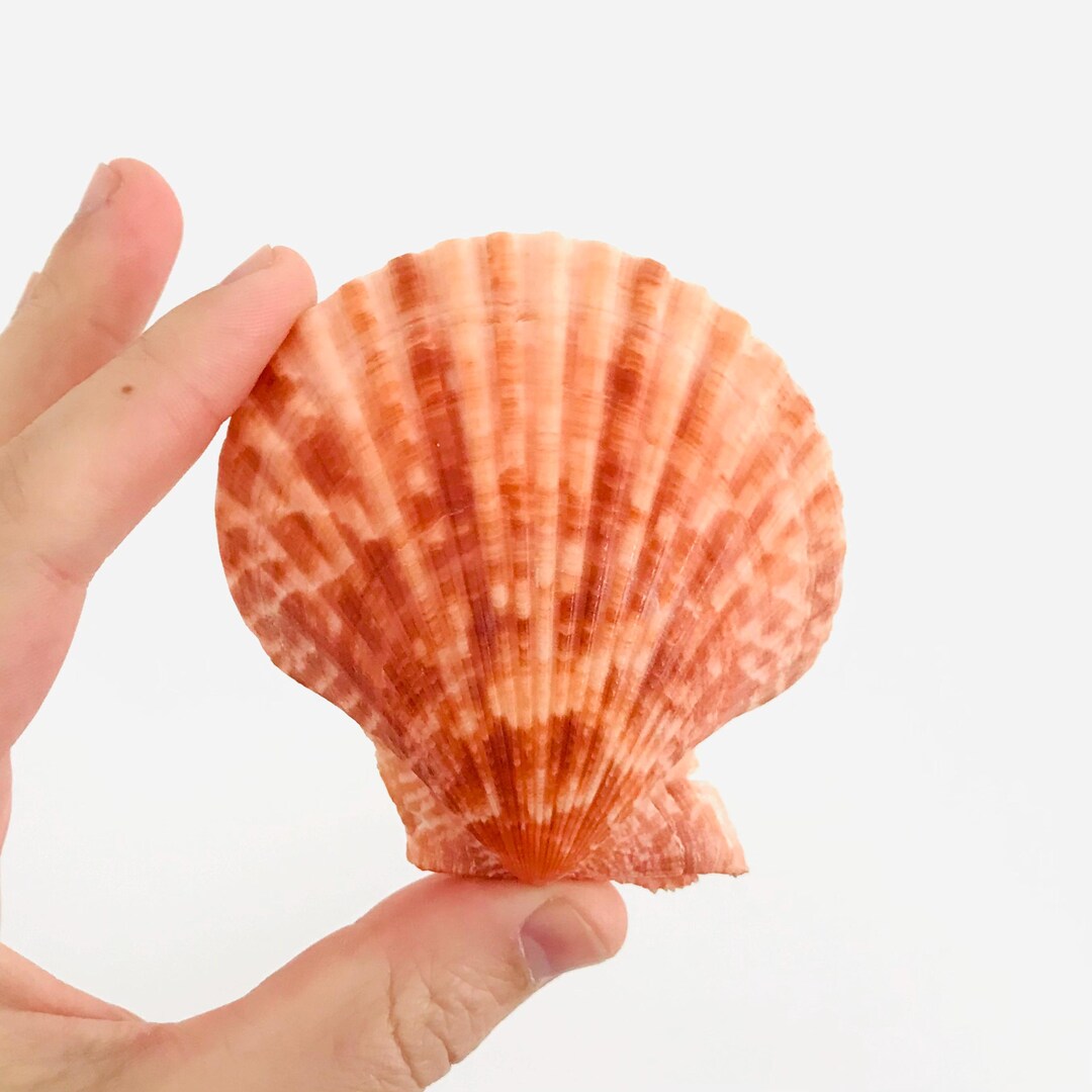 Shell - Pecten Nobilis - Bivalve - Cabinet of Curiosities, Taxidermy ...