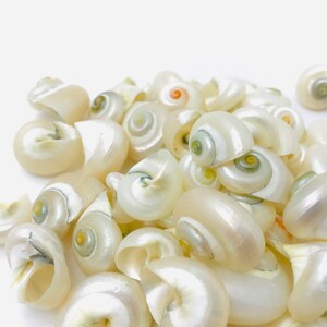 Pearly Shell, Turbo Cinerius, Small Shell, Cabinet of Curiosities ...