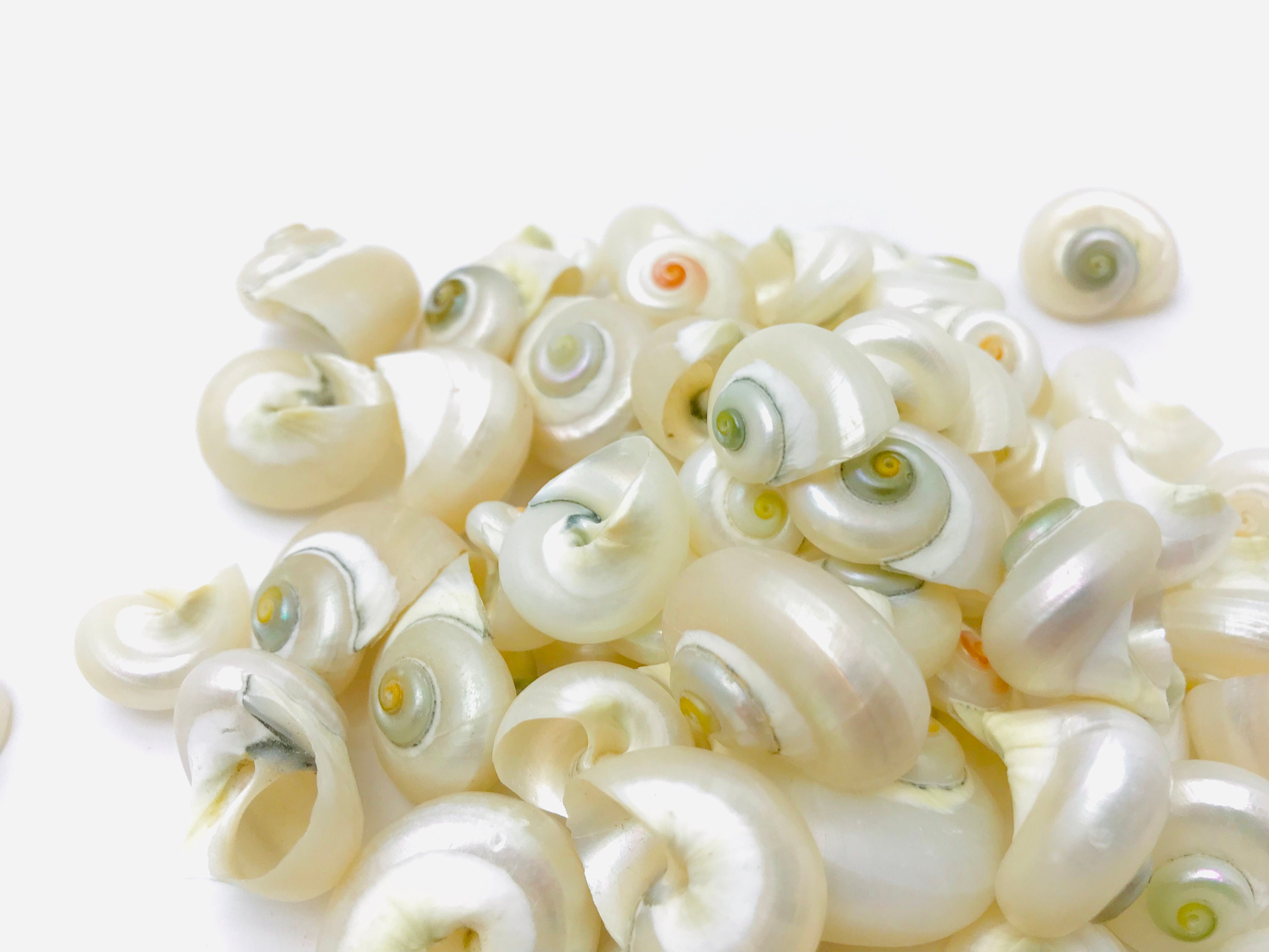 Pearly Shell Turbo Cinerius Small Shell Curiosity Cabinet - Etsy