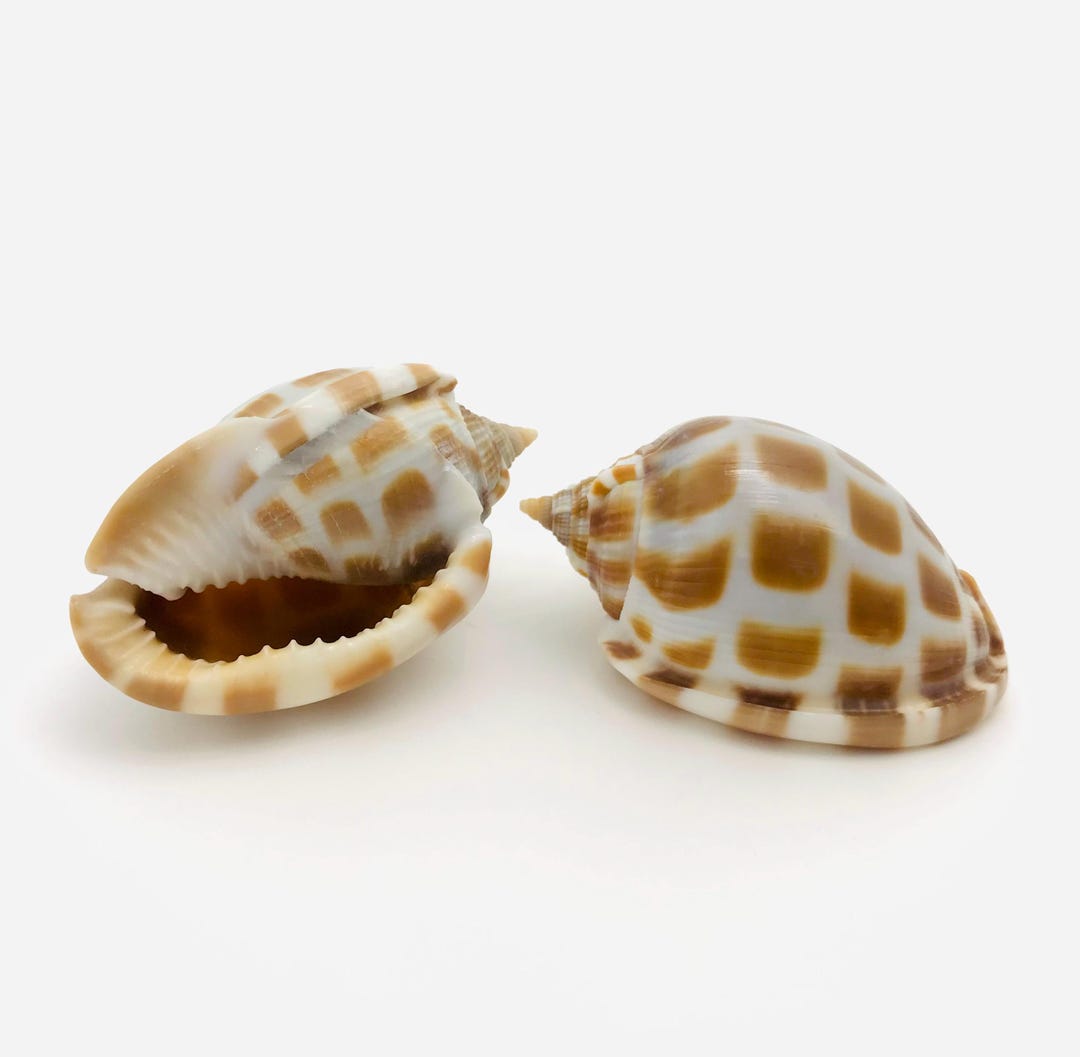 Phalium Areola, Collectible Seashell, Cabinet of Curiosities, Orange ...