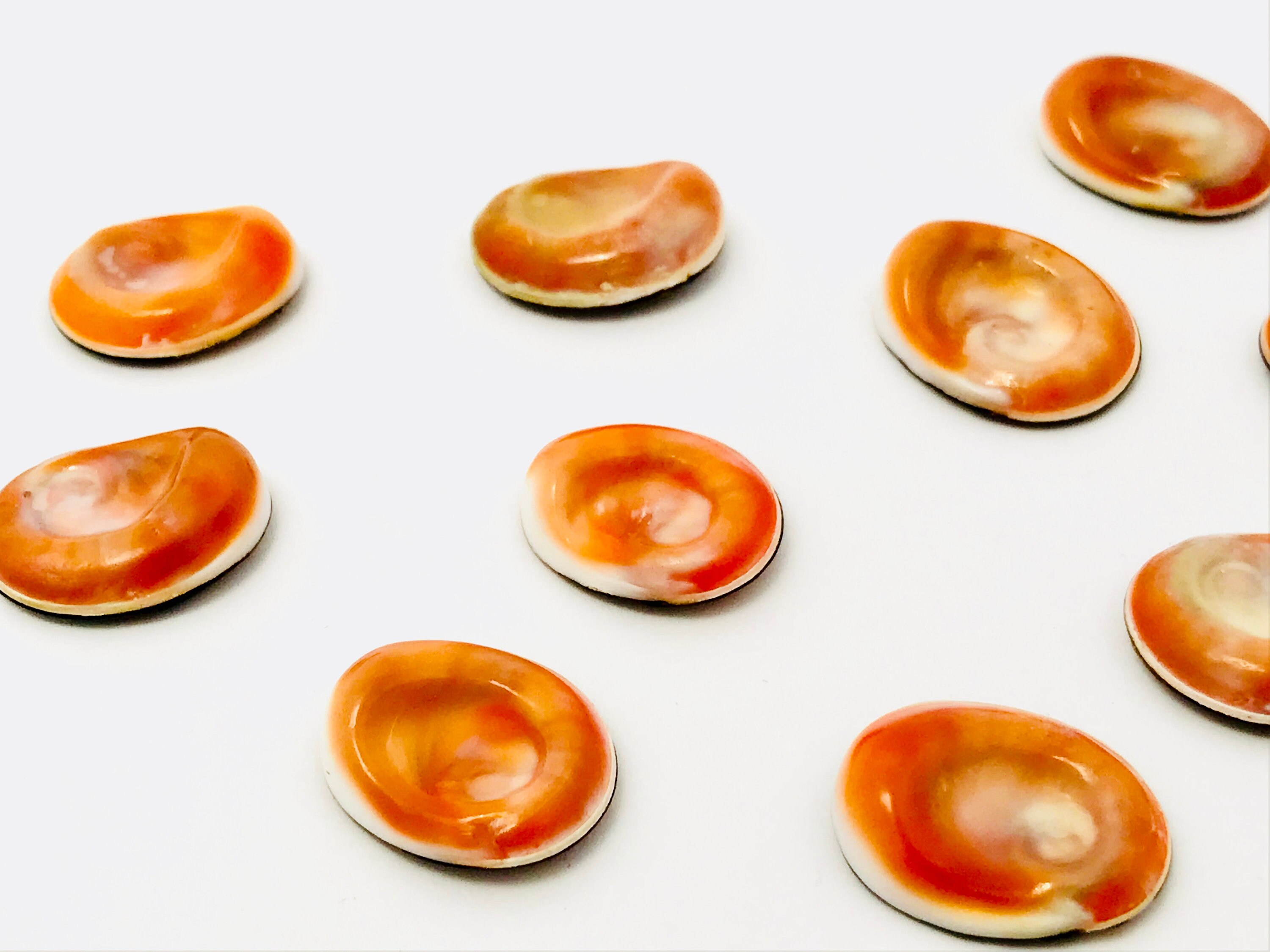 Eye of Saint Lucia Saint Lucia Eyes Eye of Shiva Shell - Etsy