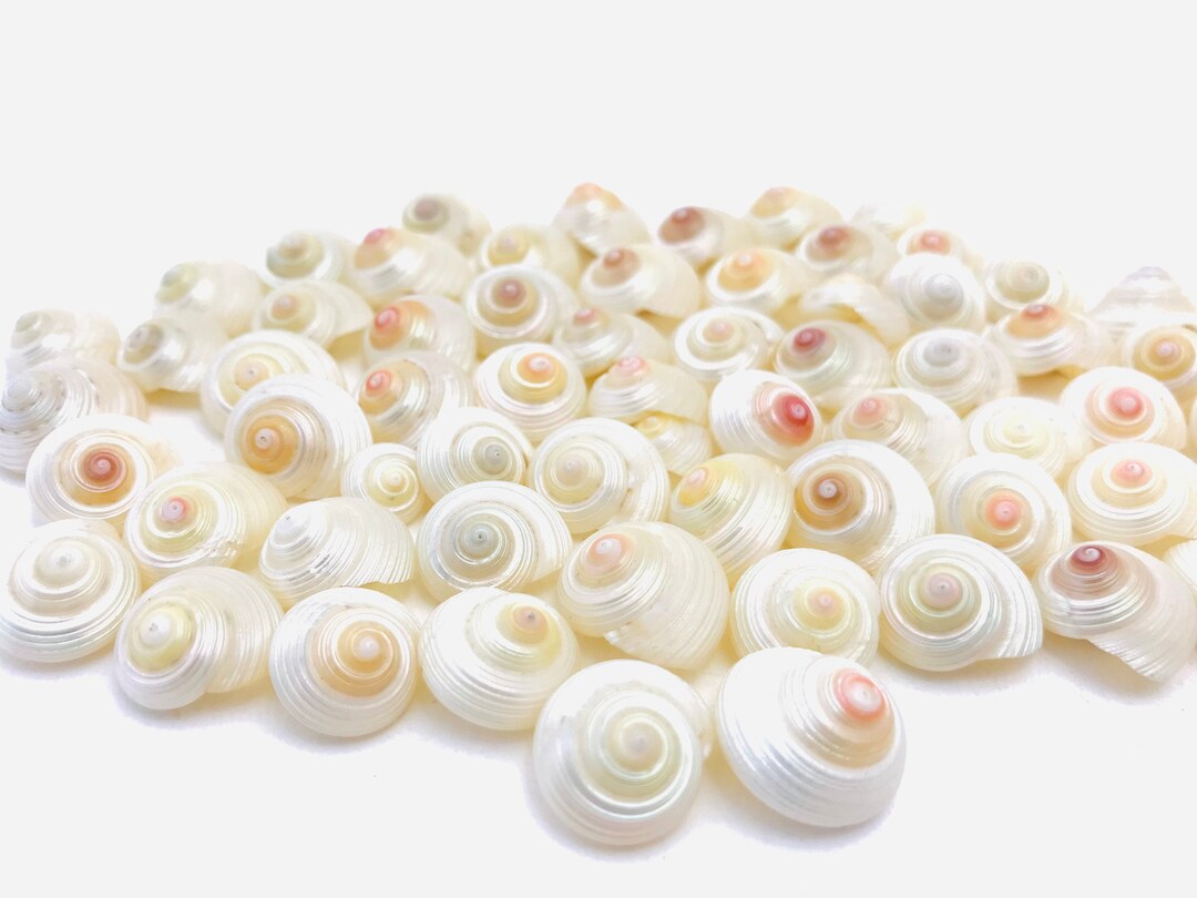 Small Pearly Shell, Monilea, White Shell, Mini Shell, Shell for Jewelry ...
