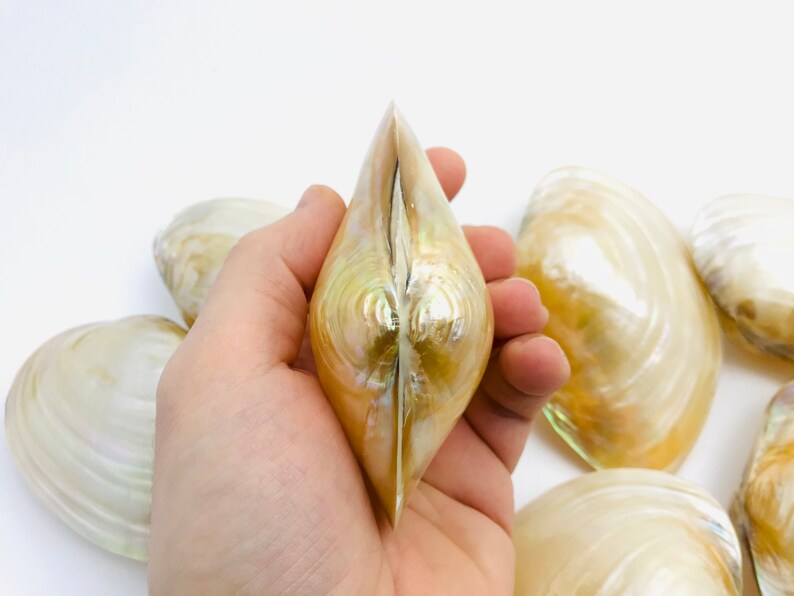 Coquillage nacré clam chinois moule blanche cabinet de | Etsy