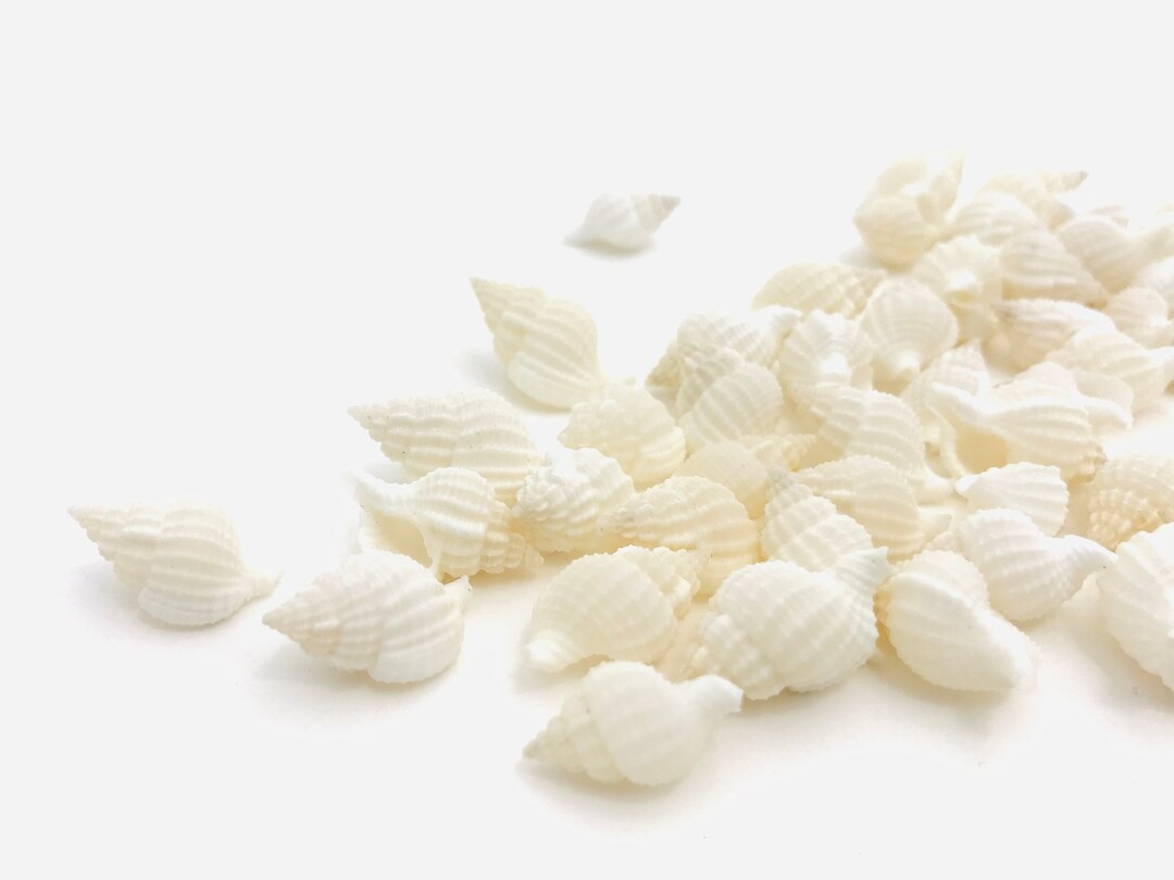 Small White Shell, Nassarius Reticulatus, Mini Shell, Shell Jewelry ...