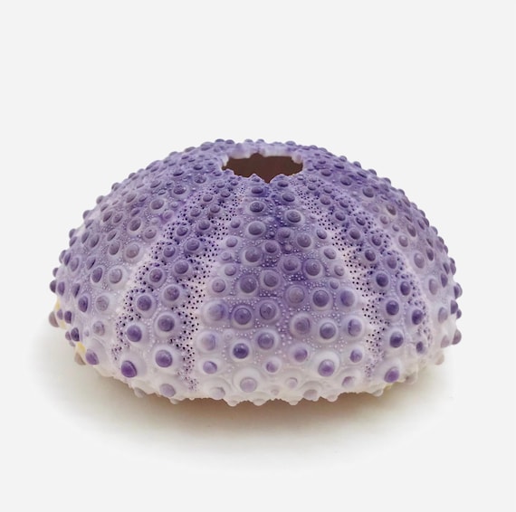 Concha Morada Pegatina For Sale Con La Obra «Concha Morada» De