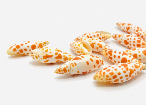 Mitra Episcopalis Mitra Mitra Shell Orange Shell Cabinet | Etsy