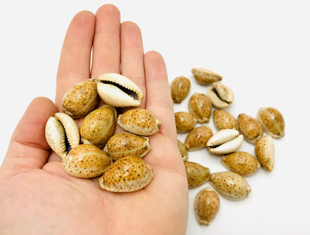 Cypraea Ocellata, Cowrie Shell, Porcelain, Collectible Shell, Cabinet ...