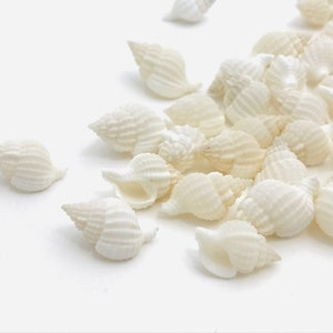 Small White Seashell, Nassarius Reticulatus, Mini Seashell, Seashell ...