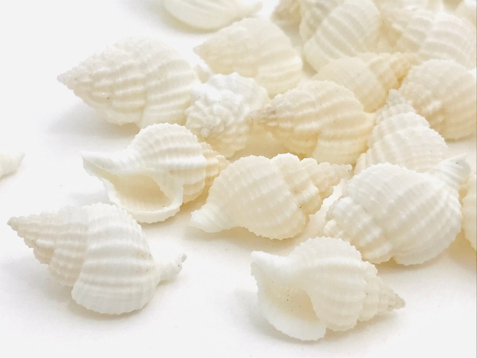 Small White Seashell, Nassarius Reticulatus, Mini Seashell, Seashell ...