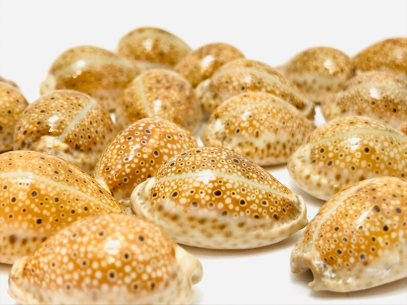 Cypraea ocellata cauri porcelaine coquillage de collection | Etsy