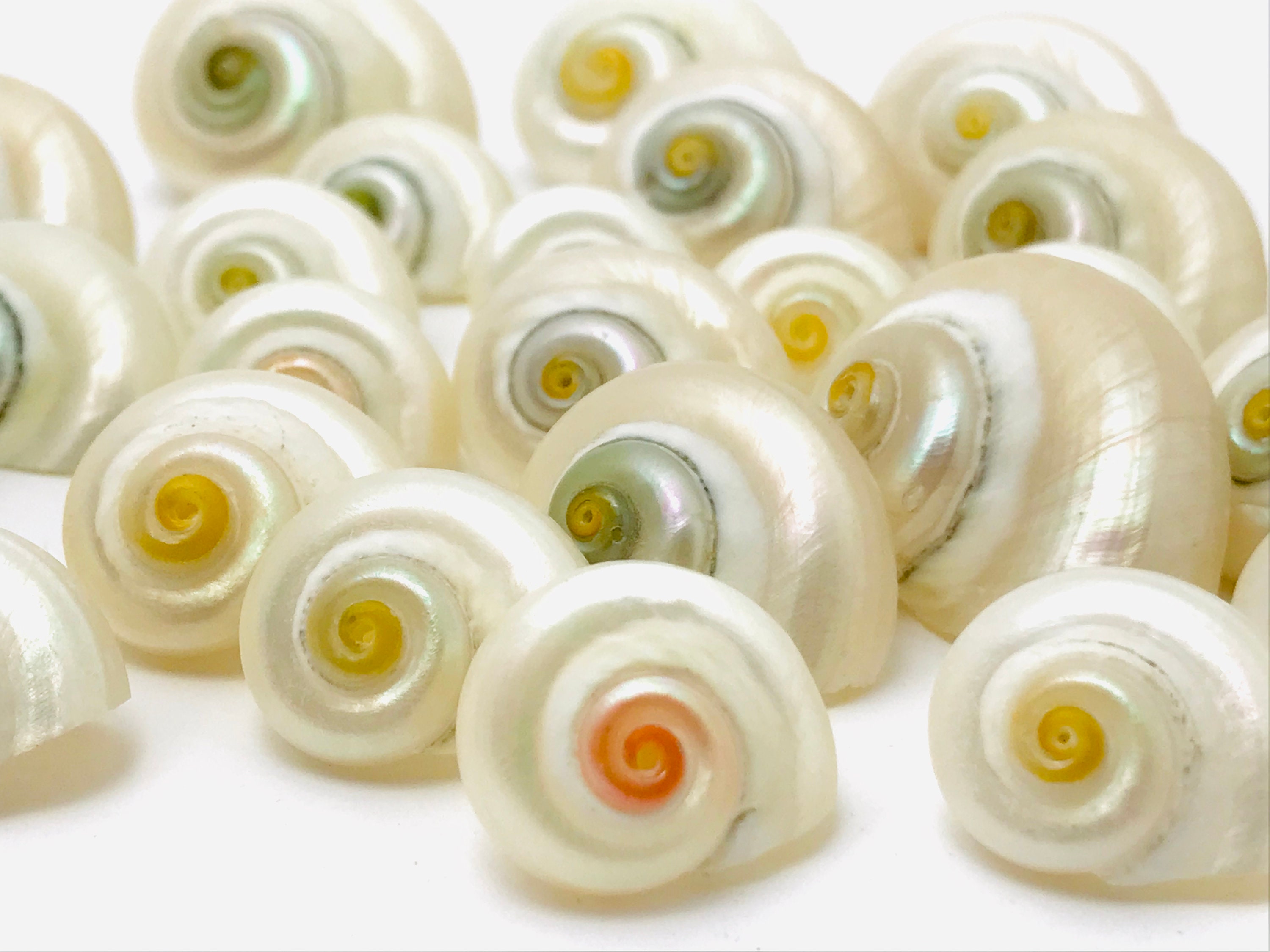 Pearly Shell Turbo Cinerius Small Shell Curiosity Cabinet - Etsy