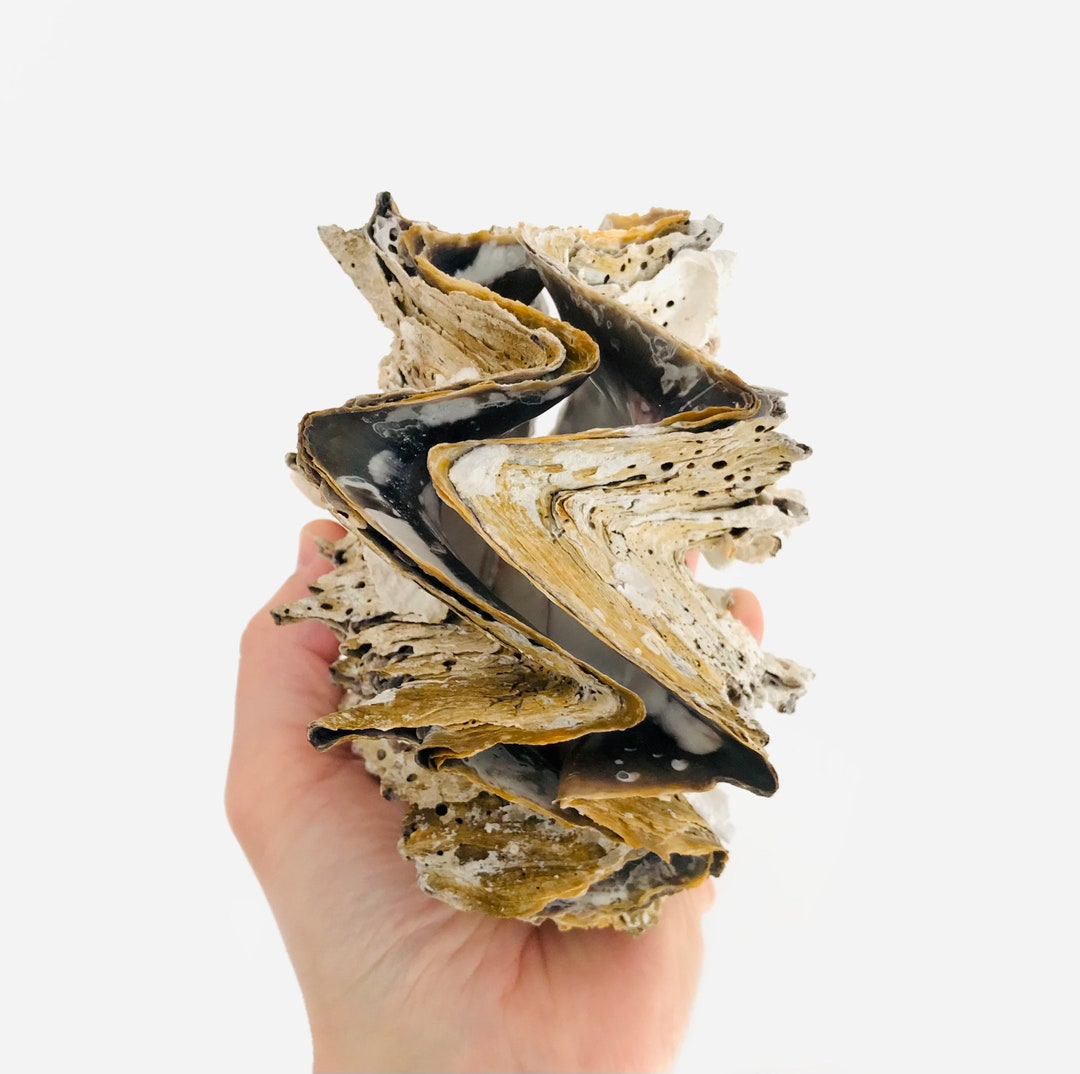 Hyotissa Hyotis, Lopha, Large Shell, Cabinet of Curiosities, Giant ...