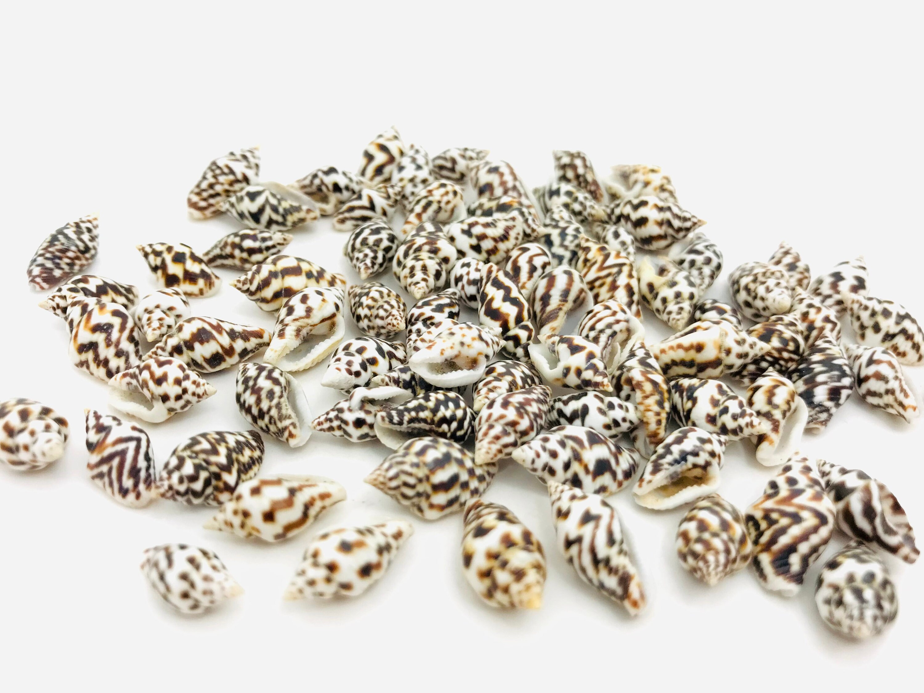Small Shell, Nassa, 10 Gr, Mini Black and White Shell, Striped Shell ...