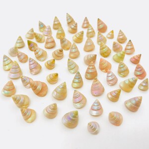 Shell, Pearly Shell, Small Shell, Mini Shell, Mother-of-pearl, Aquarium ...
