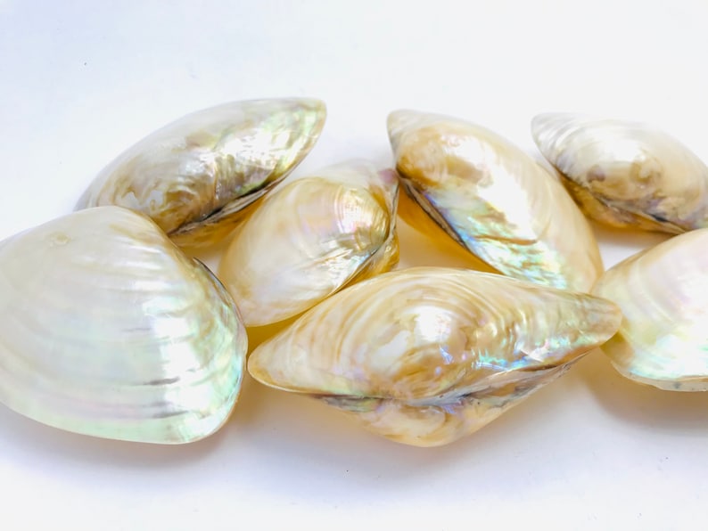 Coquillage nacré clam chinois moule blanche cabinet de | Etsy