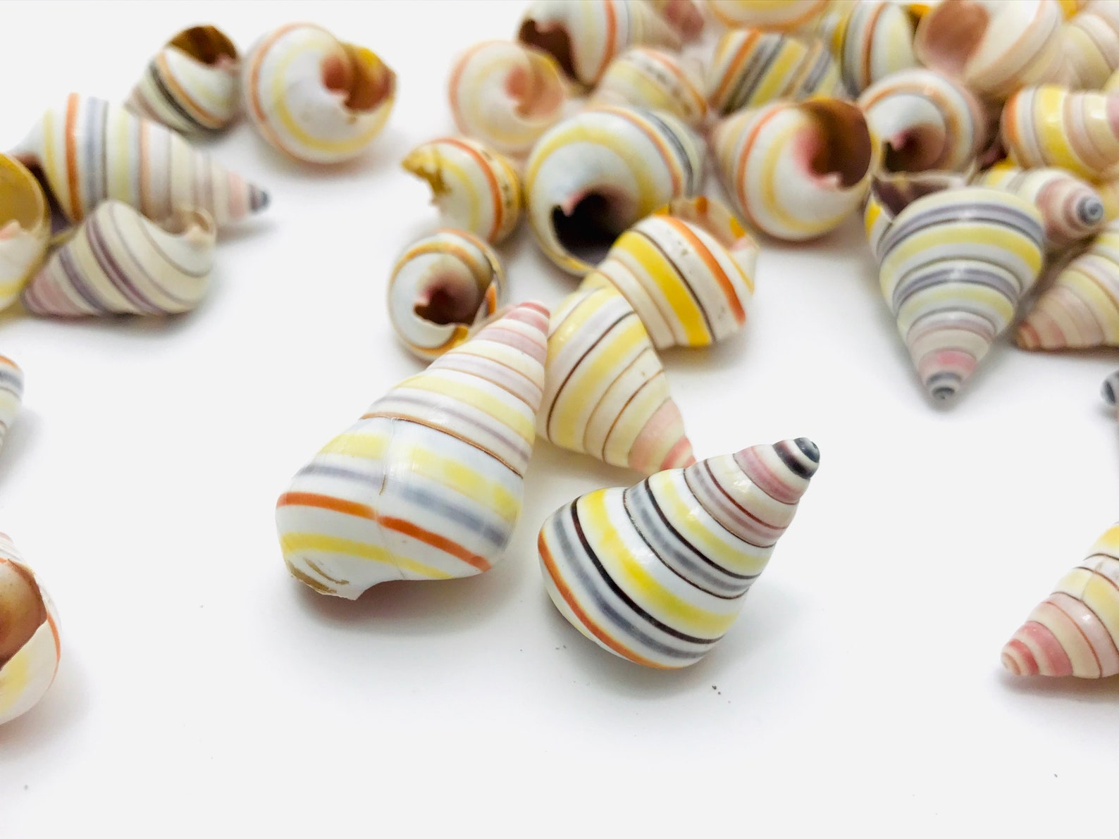 coquillages-multicolores-liguus-virgineus-cabinet-de-curiosit-mini