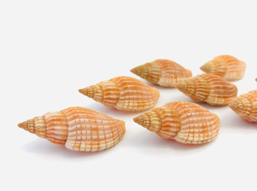 Lyria Delessertiana, Rare Shell, Cabinet of Curiosities, Orange Shell, Taxidermy, Small Shell ...