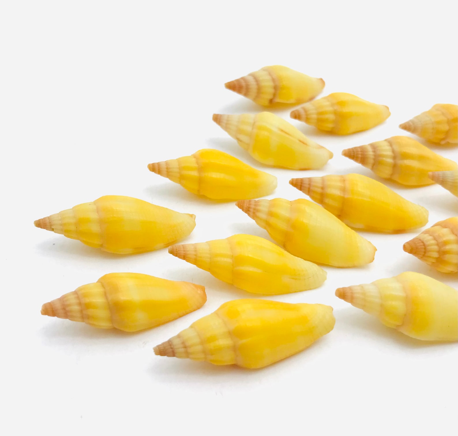 Vexillum Vulpecula, Yellow Shell, Cabinet of Curiosities, Shell ...