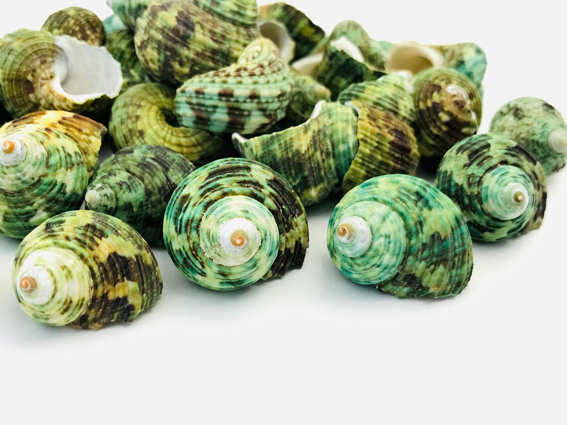 Concha verde turbo concha pequeña gabinete de curiosidad | Etsy