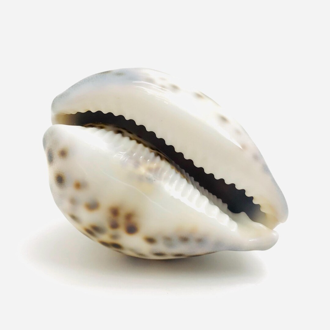 Cypraea Tigris, Seashell, Cowrie, Cowrie, Cabinet of Curiosities, Stem ...