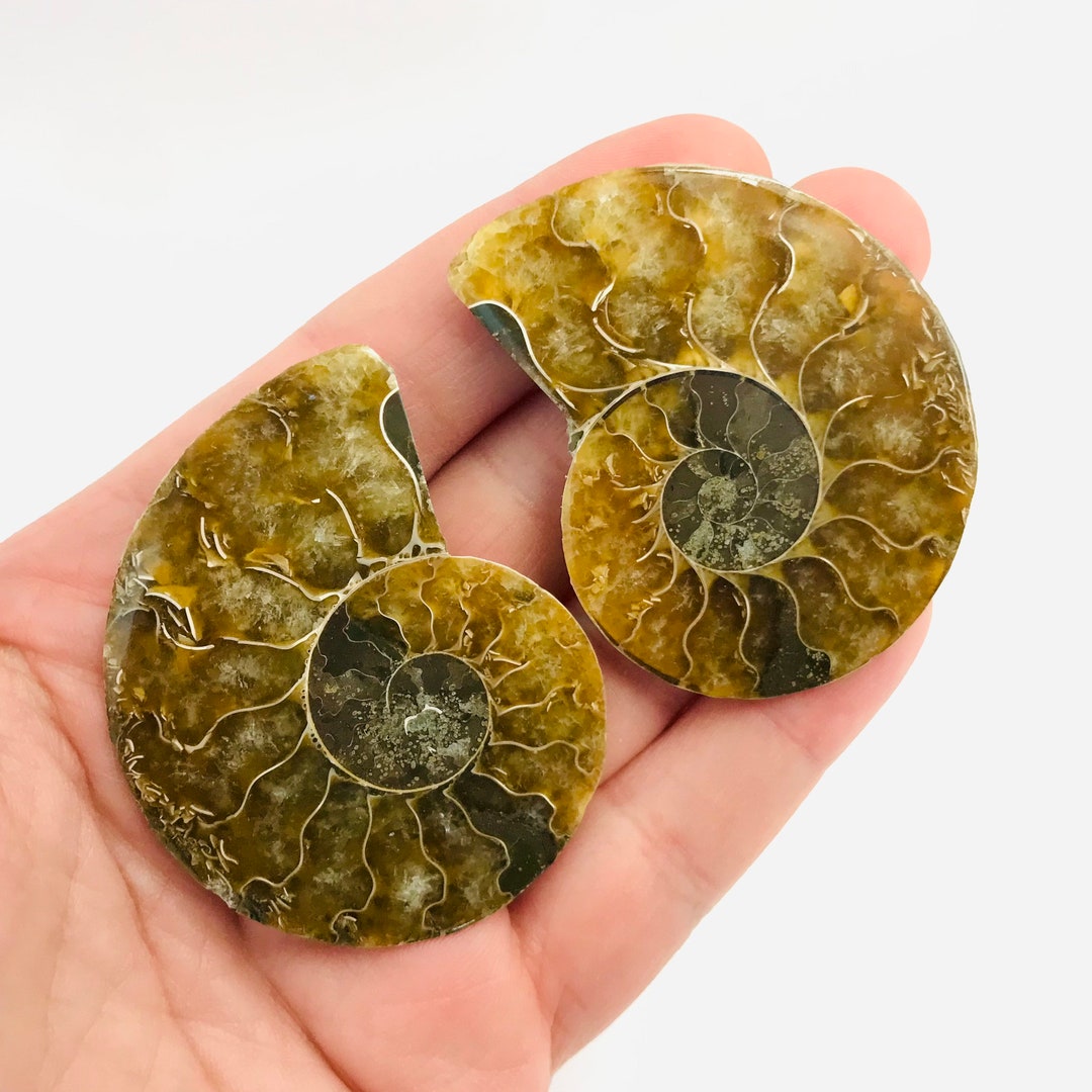 Ammonite, Fossil Ammonite, Small Ammonite, Ammonite Pair, Lithotherapy ...