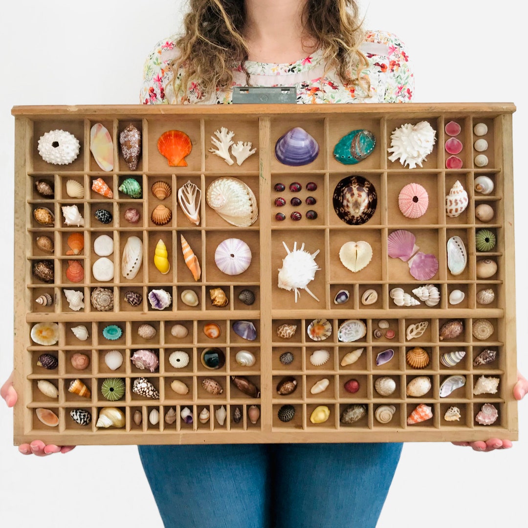 Shell Frame, Printer's Tray, Industrial Decor, Cabinet of Curiosities ...