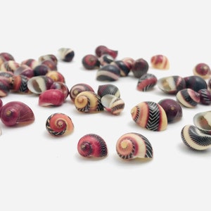 Vittina Waigiensis, Small Red Shell, Collection Shell, Curiosity ...