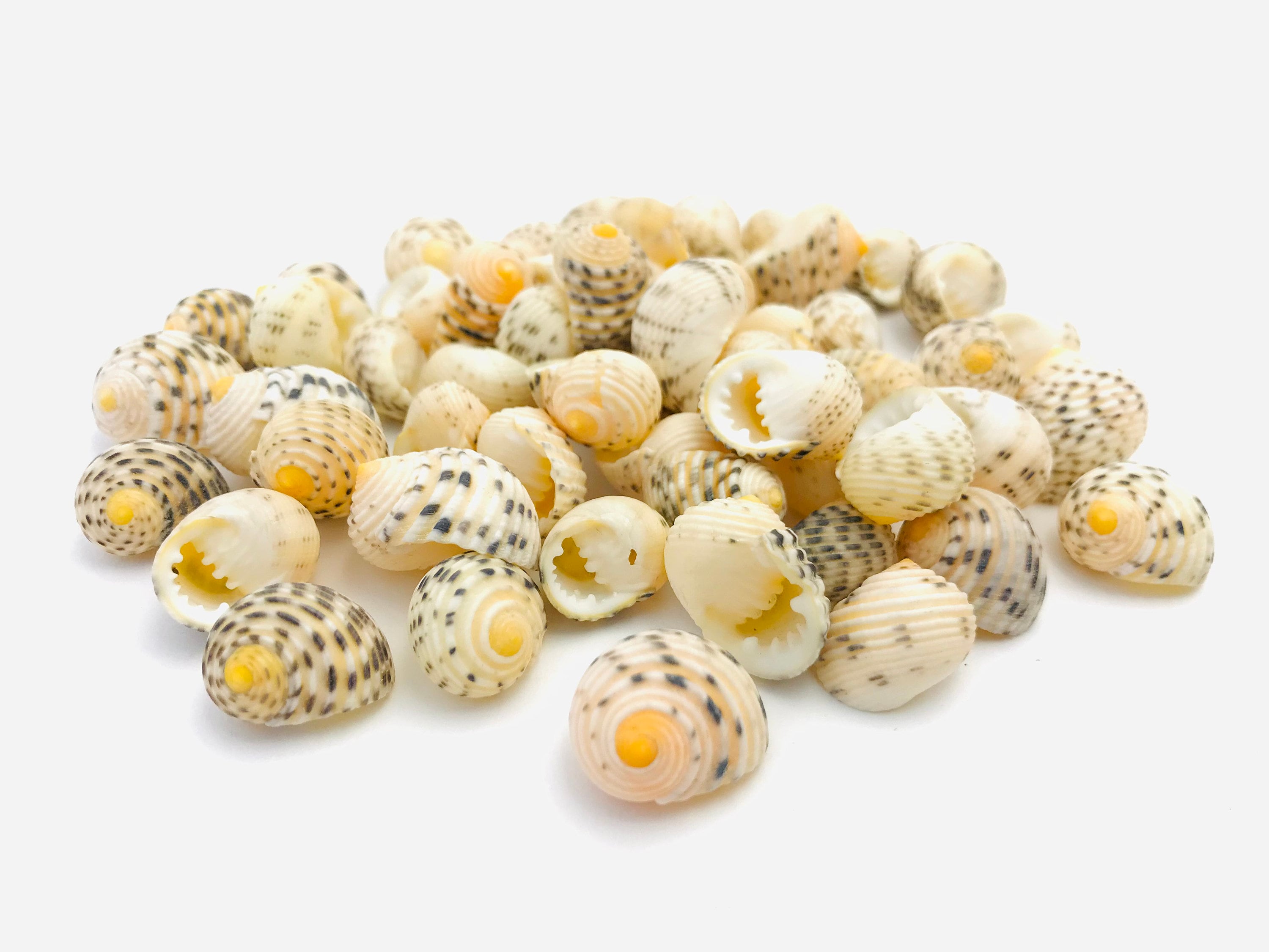 Nérita Plicata Small Shell Yellow Nerite Collector's - Etsy Australia