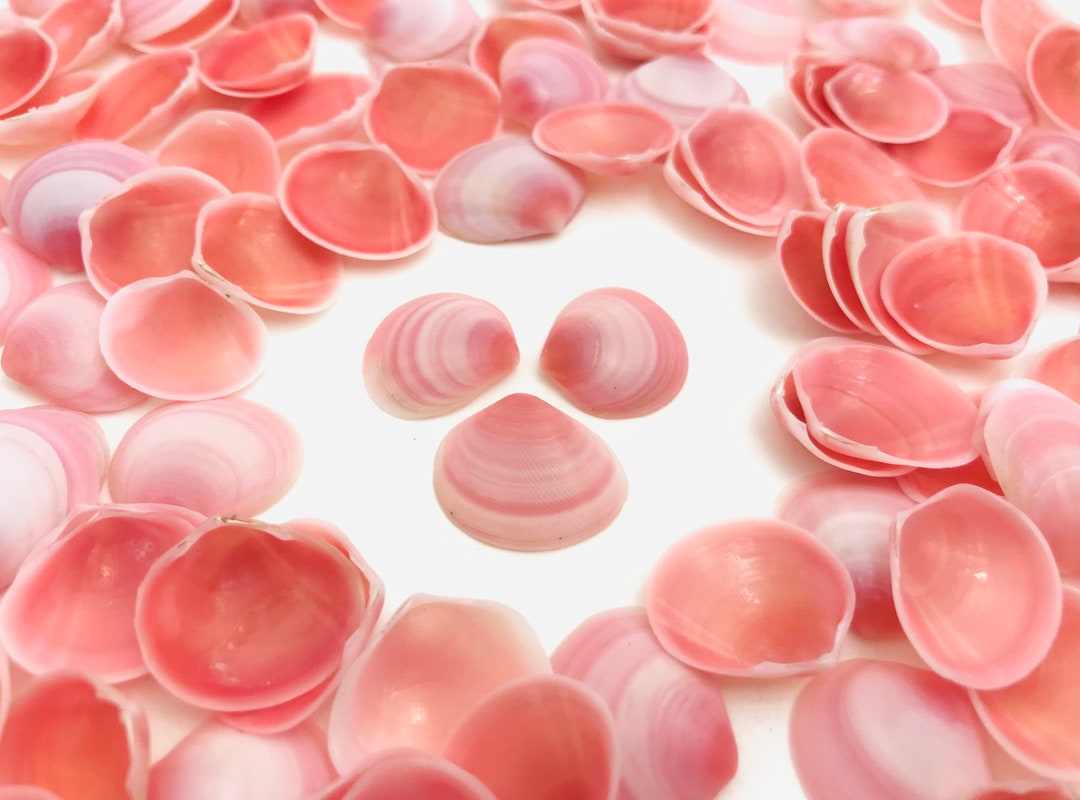 Pink Shell, Pink Telline, Small Pink Shell, Small Shell, Craft Shell ...