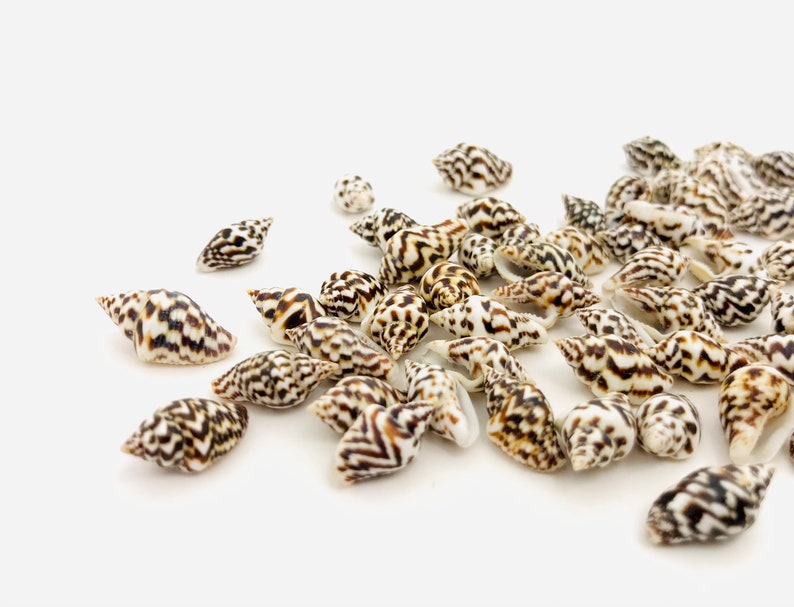 Small Shell, Nassa, 10 Gr, Mini Black and White Shell, Striped Shell ...