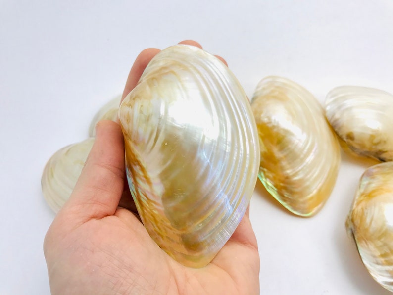 Coquillage nacré clam chinois moule blanche cabinet de | Etsy