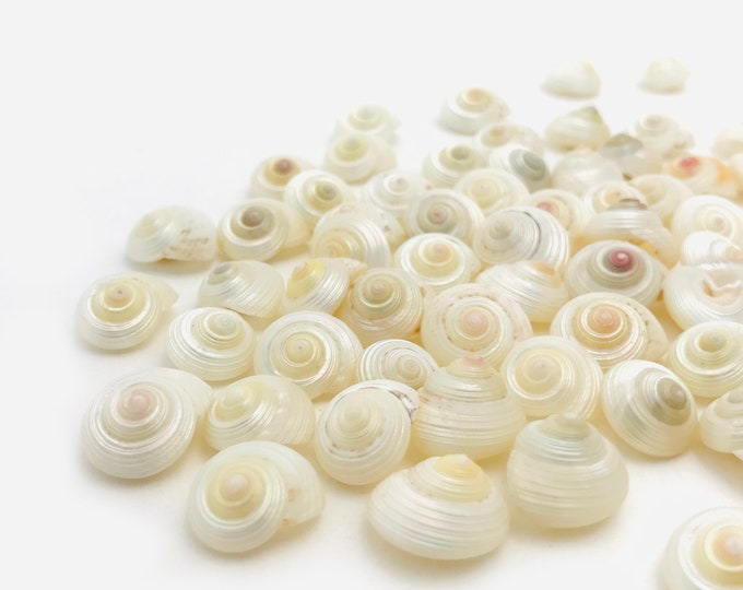 Small Pearly Shell, Monilea, White Shell, Mini Shell, Shell for Jewelry ...