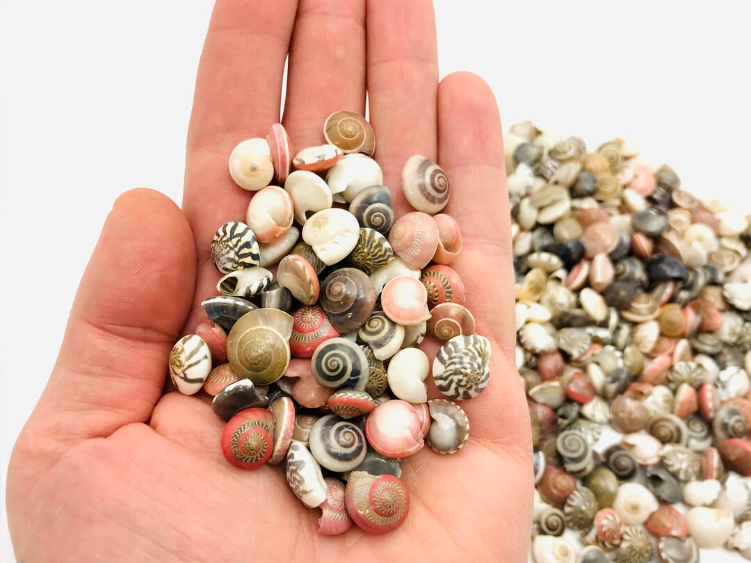 Umbonium, Small Shell, Mini Shell, Red Shell, Cabinet of Curiosities ...